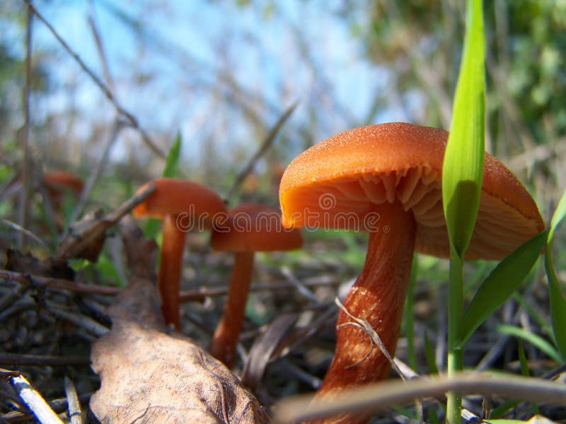 Toadstool stock photo. Image of bane, muchomor, toadstool - 53698866