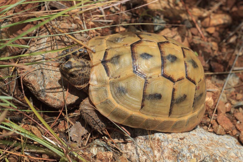 Brown Tortoise in Natural Environment, Turkey Stock Image - Image of ...
