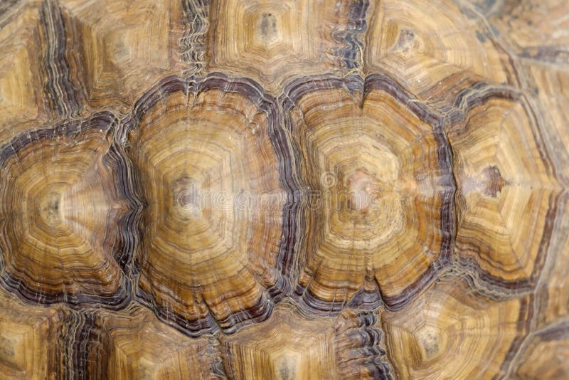 Photo of Brown Tortoise Shell Pattern. Top View Stock Photo - Image of ...