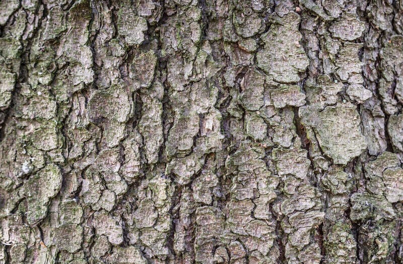 Brown Tree Bark, Filling the Frame Stock Photo - Image of background ...