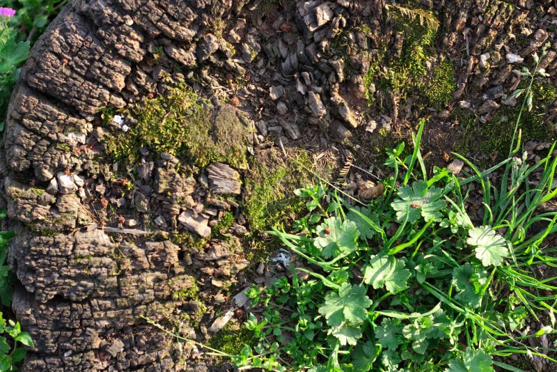 Brown Tree Bark with Green Grass in the Corner in the Light of Sun ...