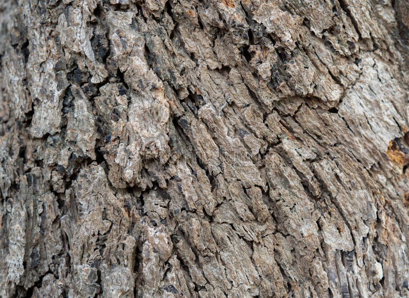 Brown Tree Bark Macro Close Up Texture Background. Old Wood Tree ...