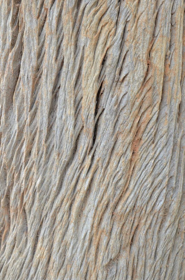 Brown tree bark. stock photo. Image of trunk, textured - 33088108