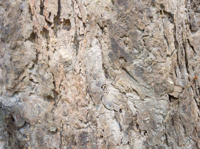 Brown Tree Bark Texture Background Stock Image - Image of background ...