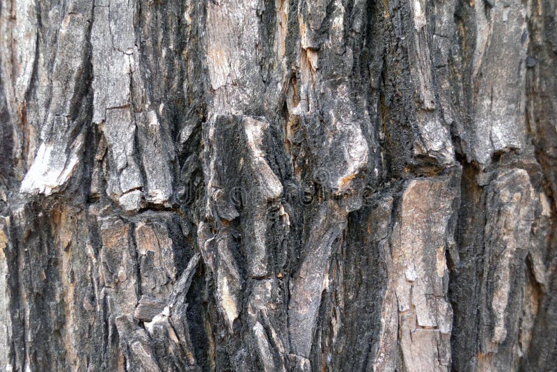 Brown Tree Bark Texture Background Stock Image - Image of bark ...