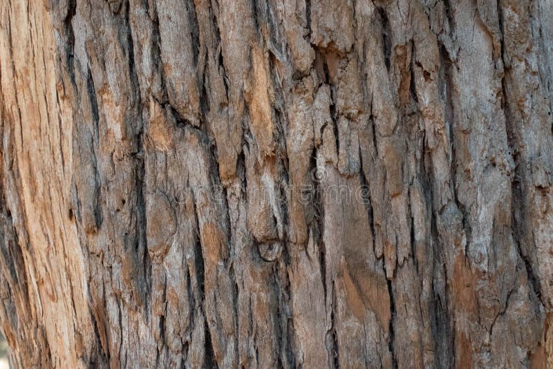 Brown tree bark texture stock photo. Image of closeup - 113358538