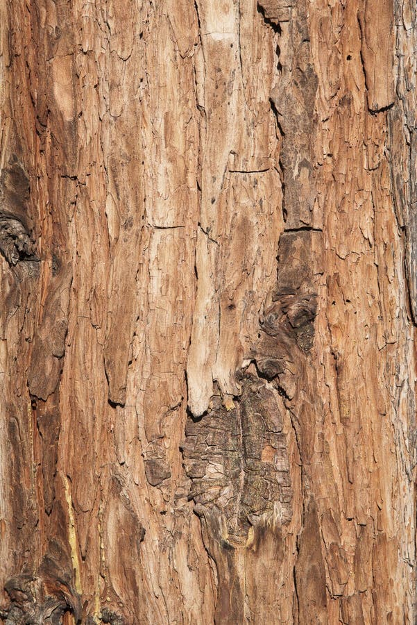 Tree Brown Bark Texture Detail Stock Image - Image of strenght, line ...