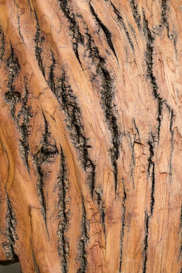 Brown tree bark stock image. Image of abstract, history - 57922015