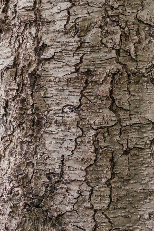 Brown tree bark stock image. Image of full, shadow, background - 188193745