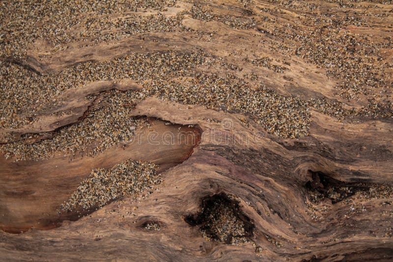 Roots Texture stock image. Image of roots, brown, cortex - 78383109