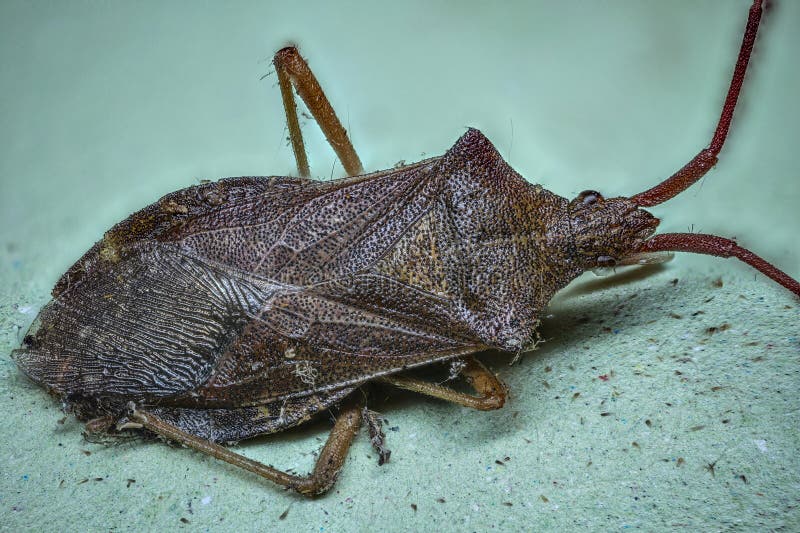 Brown Tree Bug with Compound Eyes Stock Image - Image of plant, eyes ...