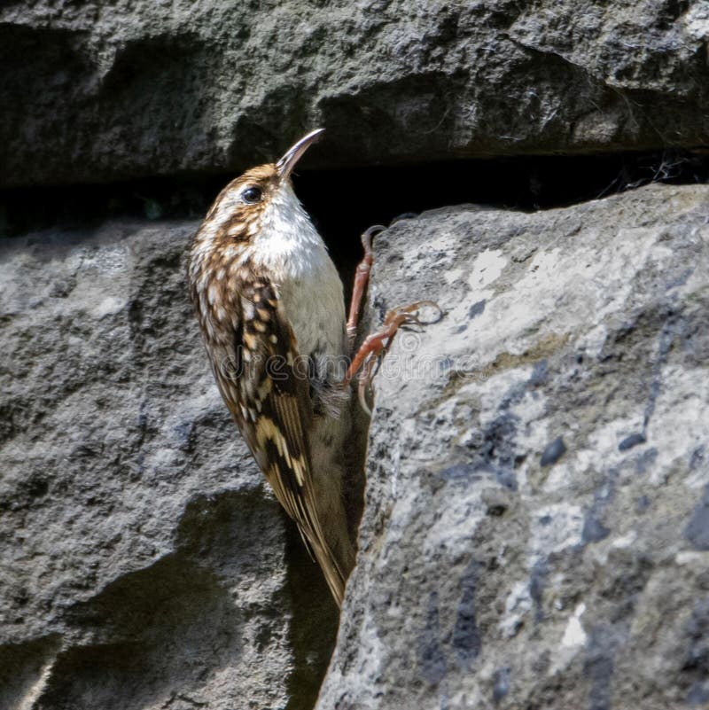 Brown Tree Creeper Bird Perched on a Rocky Cliffside Stock Image ...
