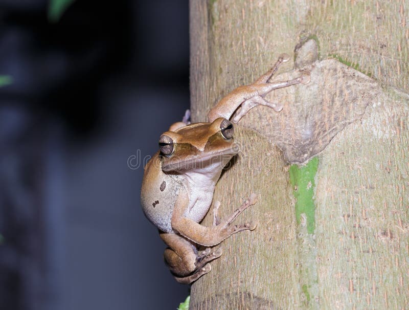 Brown tree frog stock image. Image of color, climb, nature - 50073811