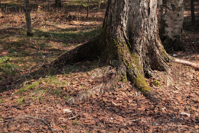 Tree in Green Moss in the Forest, Spring Stock Photo - Image of ...