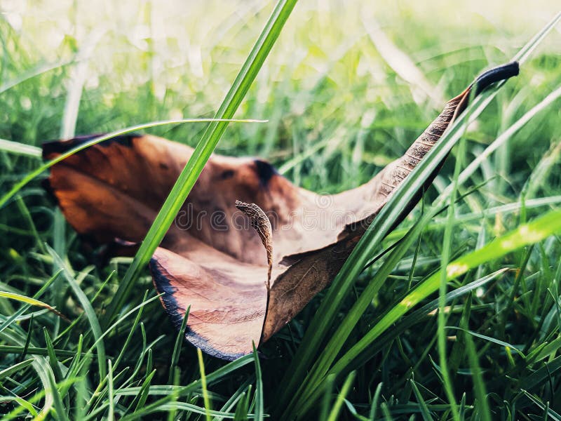 A Brown Tree Leaf Fell on the Grass Stock Photo - Image of fell, nature ...