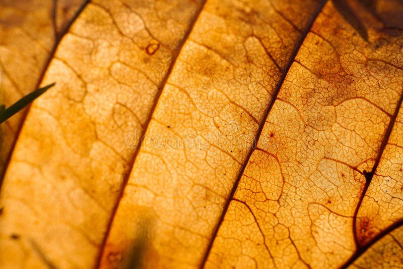 Brown Tree Leaf Texture in the Nature Stock Image - Image of leaves ...