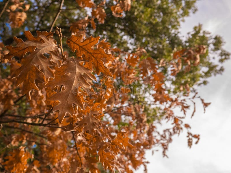 Brown Tree Leaves at the End of His Life Stock Photo - Image of ...