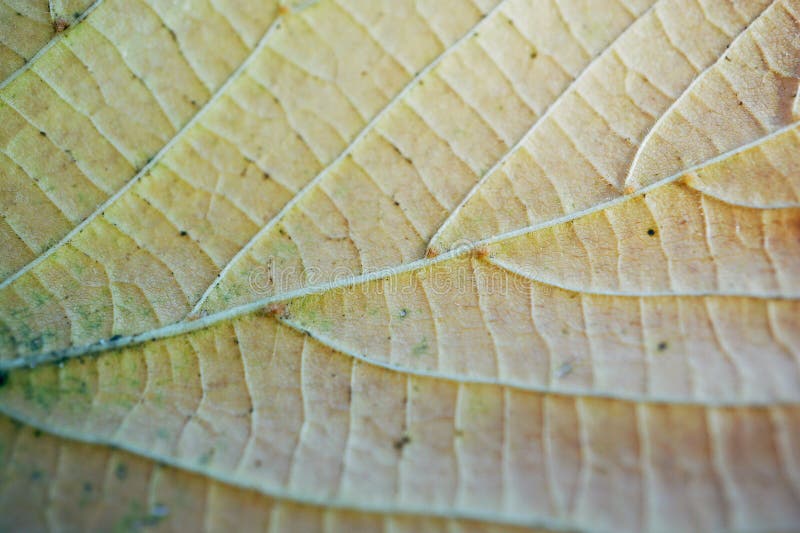 Brown tree leaves texture stock photo. Image of texture - 138355330