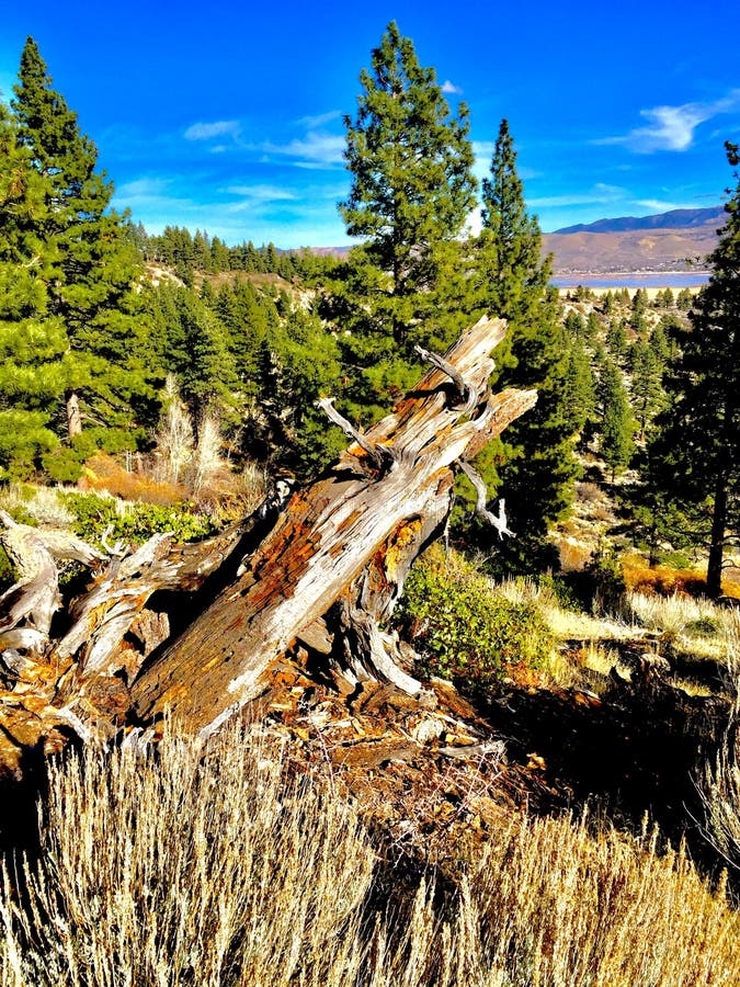 Brown Tree Log Near Pine Tree Picture. Image: 109913091