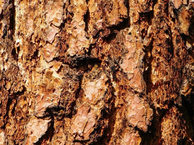 Brown Tree Macro stock photo. Image of daylight, texture - 95276278