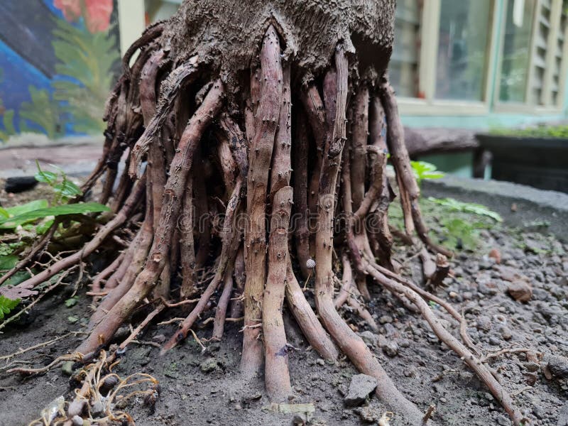 Brown Tree Roots in Stone Pots Stock Image - Image of tree, rown: 231722619