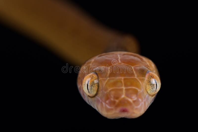 Brown Tree Snake Boiga Irregularis Stock Image - Image of ecosystem ...