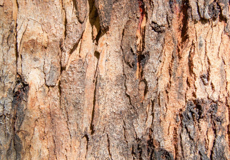 Brown Tree Surface Texture stock photo. Image of full - 76451376