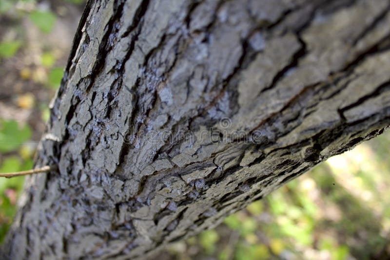 Brown tree trunk stock photo. Image of isolated, park - 117144900