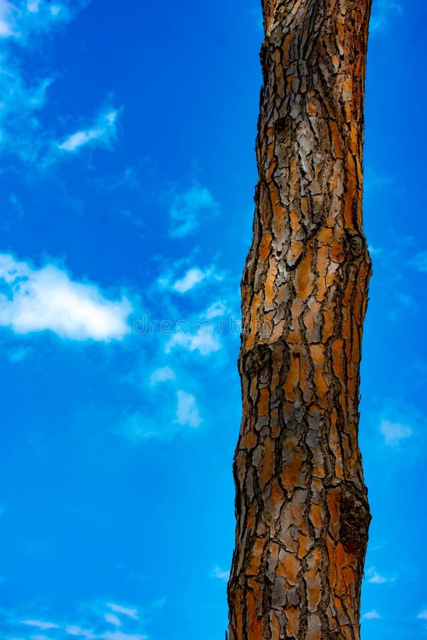 Brown Tree Trunk in Front of Blue Cloud Sky Stock Image - Image of ...