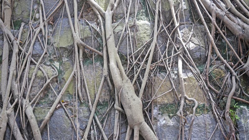 Brown Tree Trunk Grunge Natural Root Background Stock Image - Image of ...