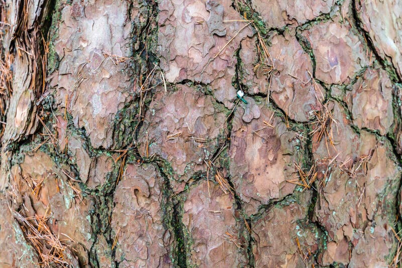 Tree trunk pattern stock image. Image of wood, natural - 104962195