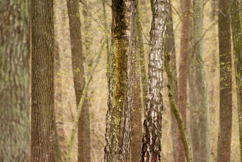 Brown Tree Trunks in a Spring Forest Stock Image - Image of perspective ...