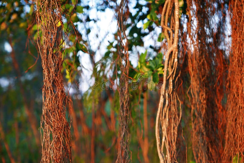 Brown Tree Vines in the Rainforest Stock Photo - Image of large, plant ...