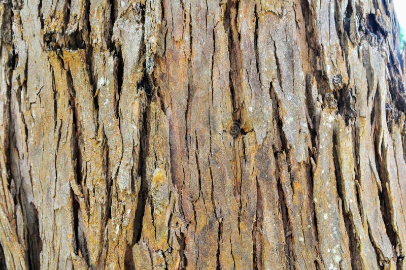 Brown Tree Wood Picture. Image: 98537035