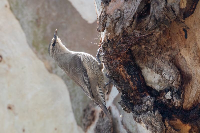 Brown Treecreeper in Australia Stock Image - Image of brown, colorful ...