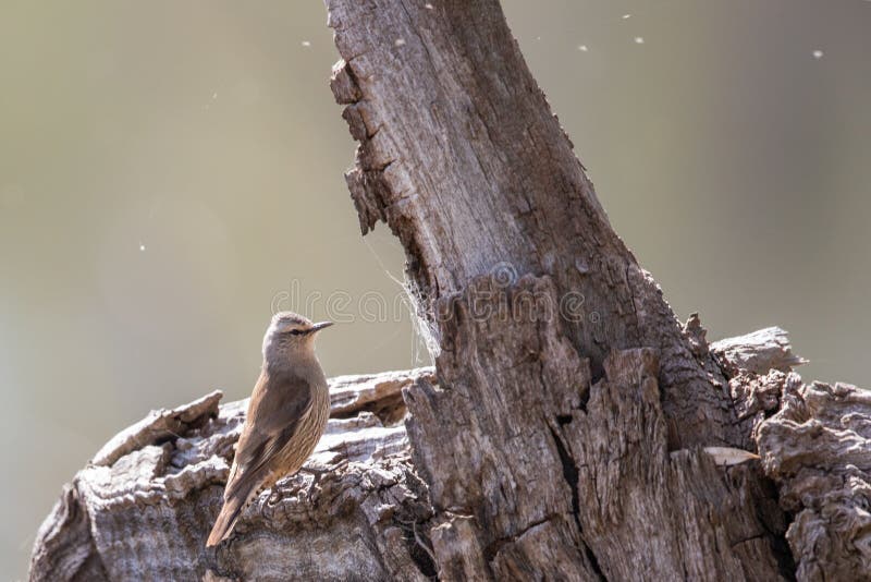 Brown Treecreeper in Australia Stock Image - Image of exotic, fauna ...