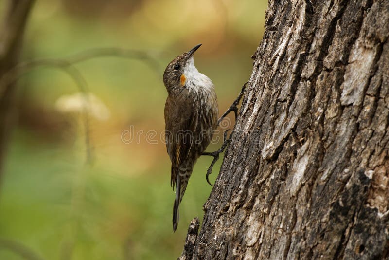 Brown Treecreeper in South Australia Stock Photo - Image of striated ...