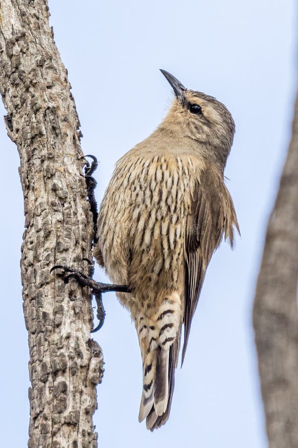 Brown Treecreeper in South Australia Stock Image - Image of watching ...