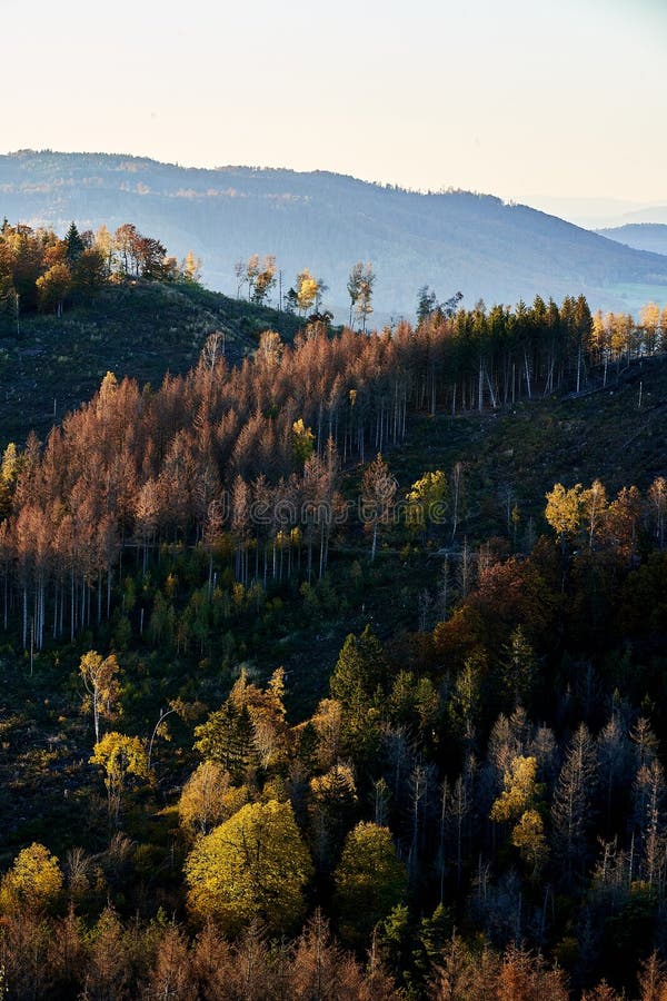 Brown Trees in Sunset at Harz Mountains Stock Image - Image of nature ...