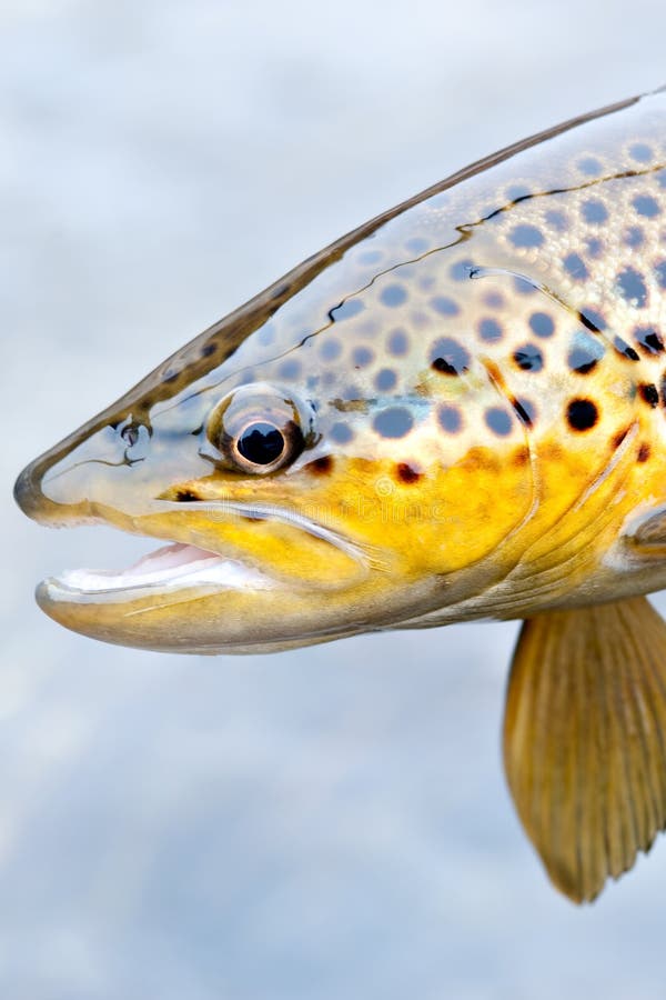 Brown trout portrait stock photo. Image of trout, sport - 4762066