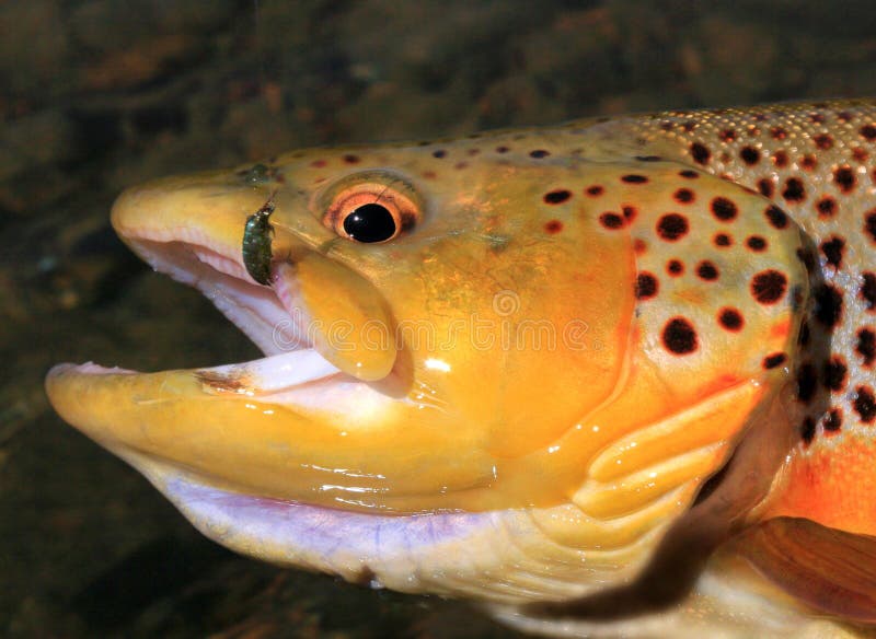 Stillwater Brown Trout stock image. Image of creeks, rivers - 22010071