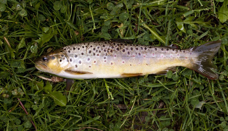 Fly Fishing, Beautiful Brown Trout Stock Photo - Image of reel, river ...