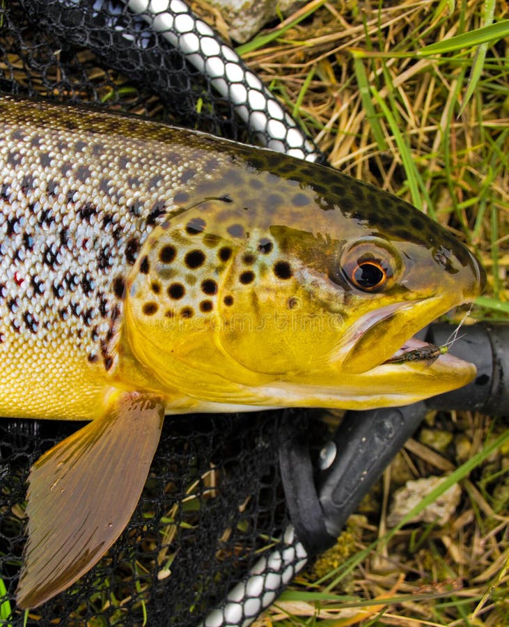 Spotted Brown Trout stock image. Image of nature, wild - 2364419