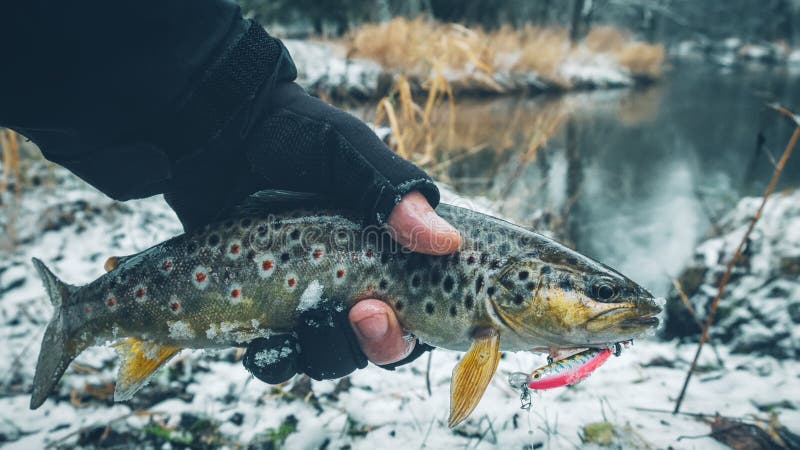 Brown Trout Close-up. Trout Fishing Stock Photo - Image of leisure ...