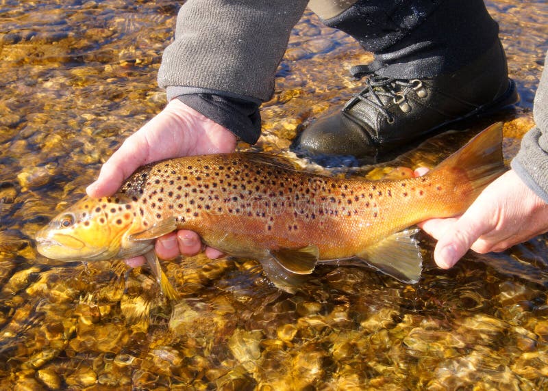 Stillwater Brown Trout stock image. Image of creeks, rivers - 22010071