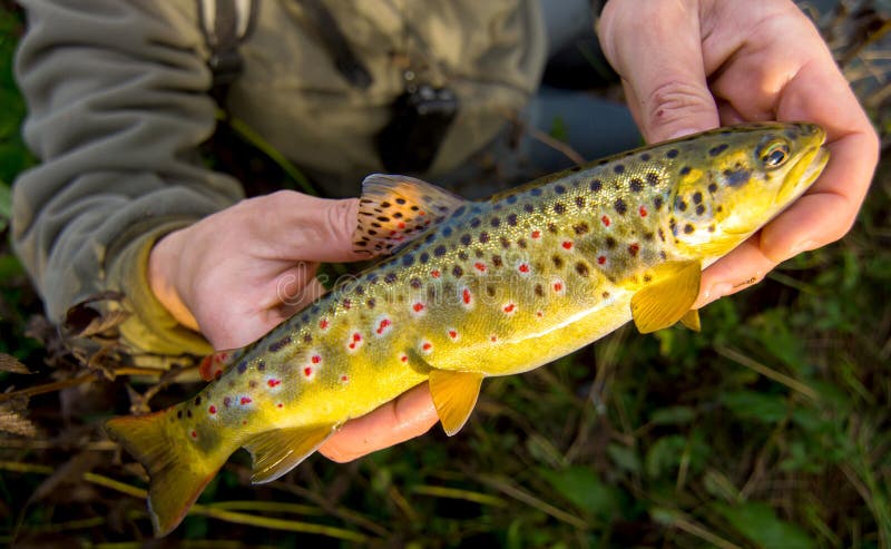 Brown Trout stock photo. Image of fishing, leisure, release - 59191802