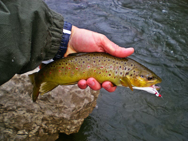 Brown Trout stock image. Image of germany, close, brown - 60112405