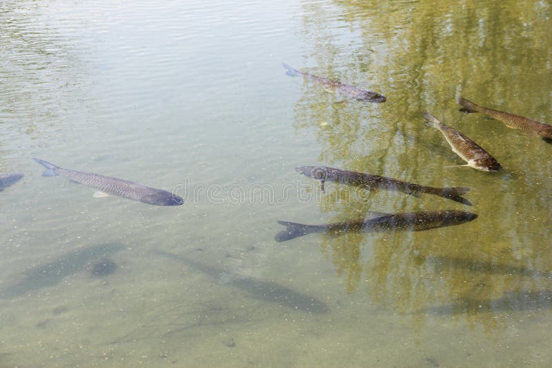 Brown trout in pond stock photo. Image of fish, animal - 74417486