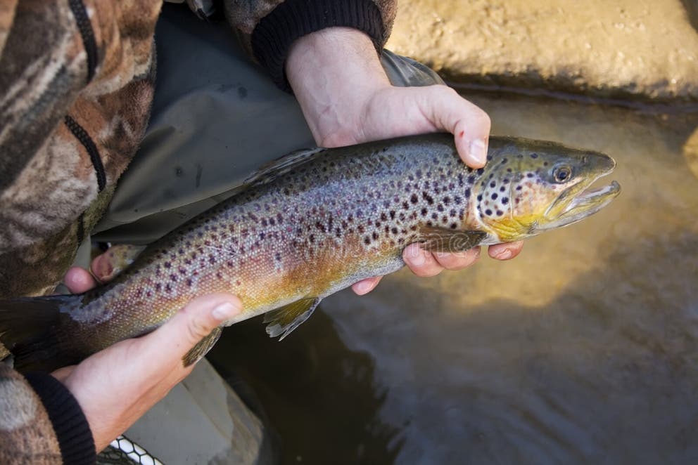 Brown trout portrait stock photo. Image of trout, sport - 4762066