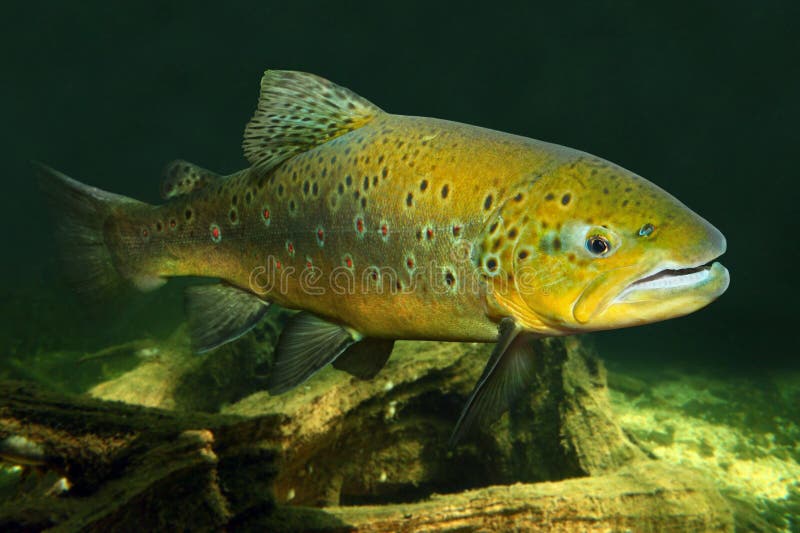 The Brown Trout (Salmo Trutta). Stock Photo - Image of pollution, fish ...